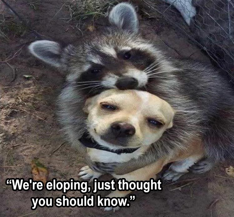 28 Funny Animal Pictures Death To Boredom 28 Funny Animal Pictures Death To Boredom